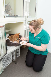 About Us | Cambridge Cat Clinic