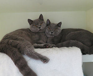 Cambridge Cat Clinic | Drop off serviceComplimentary Drop-off Service ...