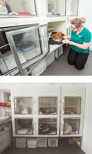 Cambridge Cat Clinic | Hospital wardOur Hospital Ward | Cambridge Cat ...