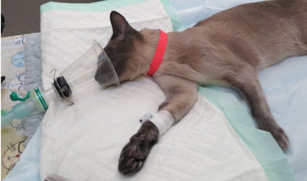 My Cat Needs Dental Surgery - What Happens? | Cambridge Cat Clinic