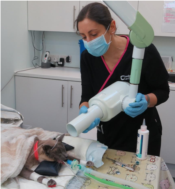 My Cat Needs Dental Surgery - What Happens? Part 2 | Cambridge Cat Clinic