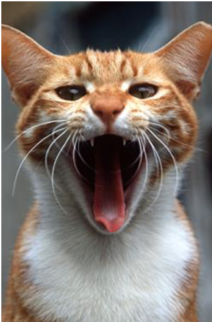 Now say MEOOOOOOOW! How to care for your cat’s teeth | Cambridge Cat Clinic